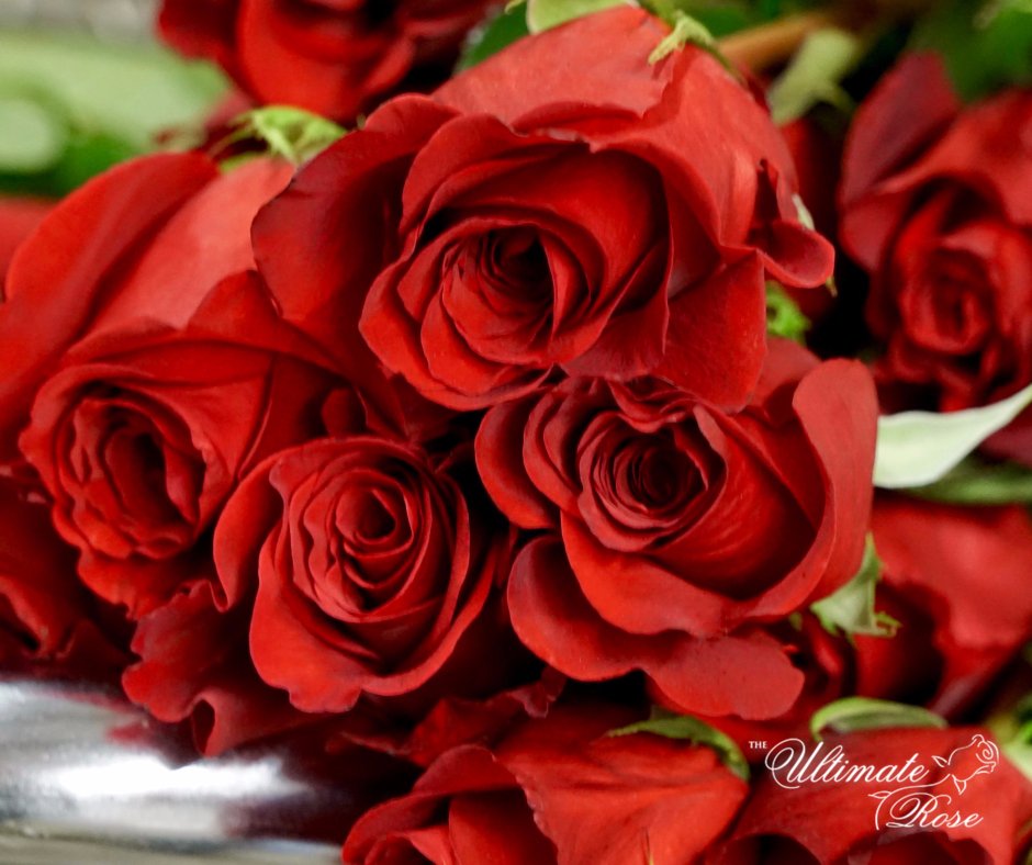 THE ULTIMATE ROSE - Updated December 2025 - 35 Photos - 390 N Wickham ...