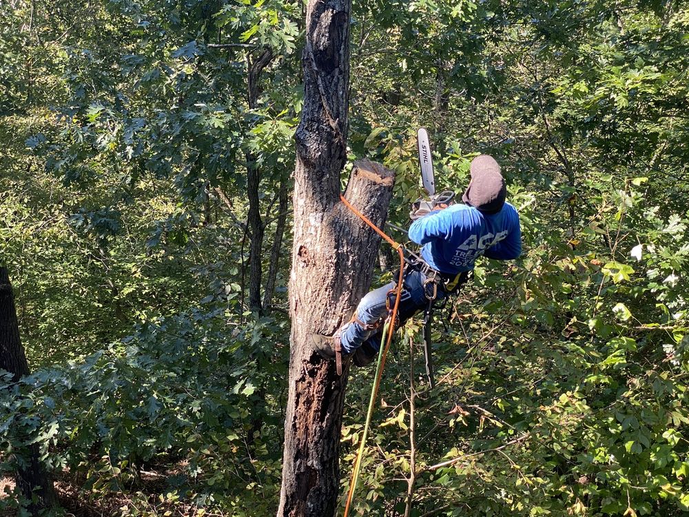 ACE TREE SERVICE - Updated September 2025 - 22 Photos & 23 Reviews ...