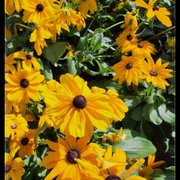 GERTENS - 57 Photos & 63 Reviews - 5500 Blaine Ave, Inver Grove Heights, MN - Yelp