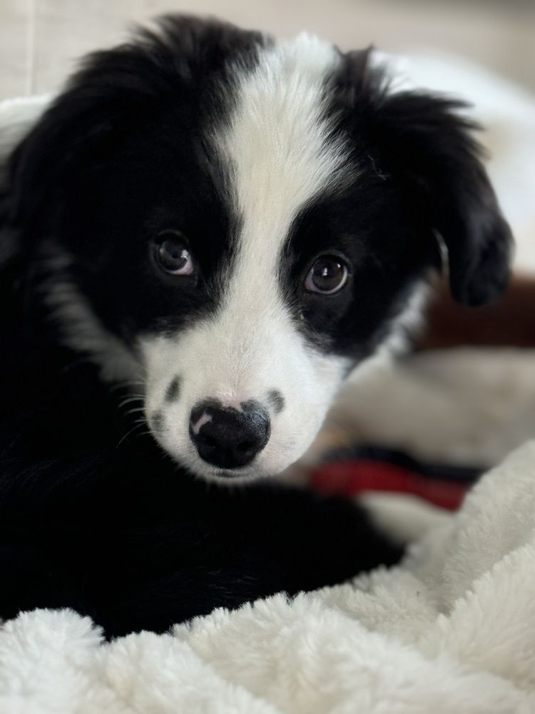 TULLY’S KENNELS - Updated July 2025 - 82 Photos & 83 Reviews - 7777 D ...