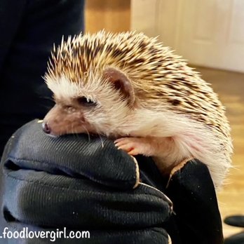 HEDGEHOG CAFE HARRY HARAJUKU - Updated May 2026 - 514 Photos & 80 ...