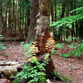 CHESTNUT RIDGE PARK - Updated July 2025 - 157 Photos & 60 Reviews ...