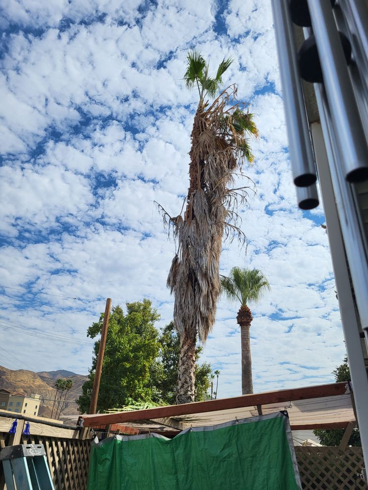 DMC TREE CARE - Updated November 2025 - 17 Photos - 260 S Camino Los ...