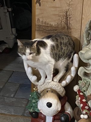 WALBERT ANIMAL HOSPITAL - Updated November 2024 - 30 Photos & 10 ...