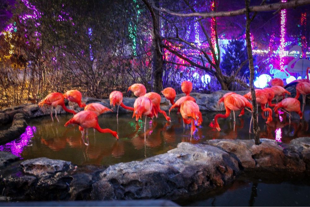 STONE ZOO - Updated February 2025 - 226 Photos & 201 Reviews - 149 Pond ...