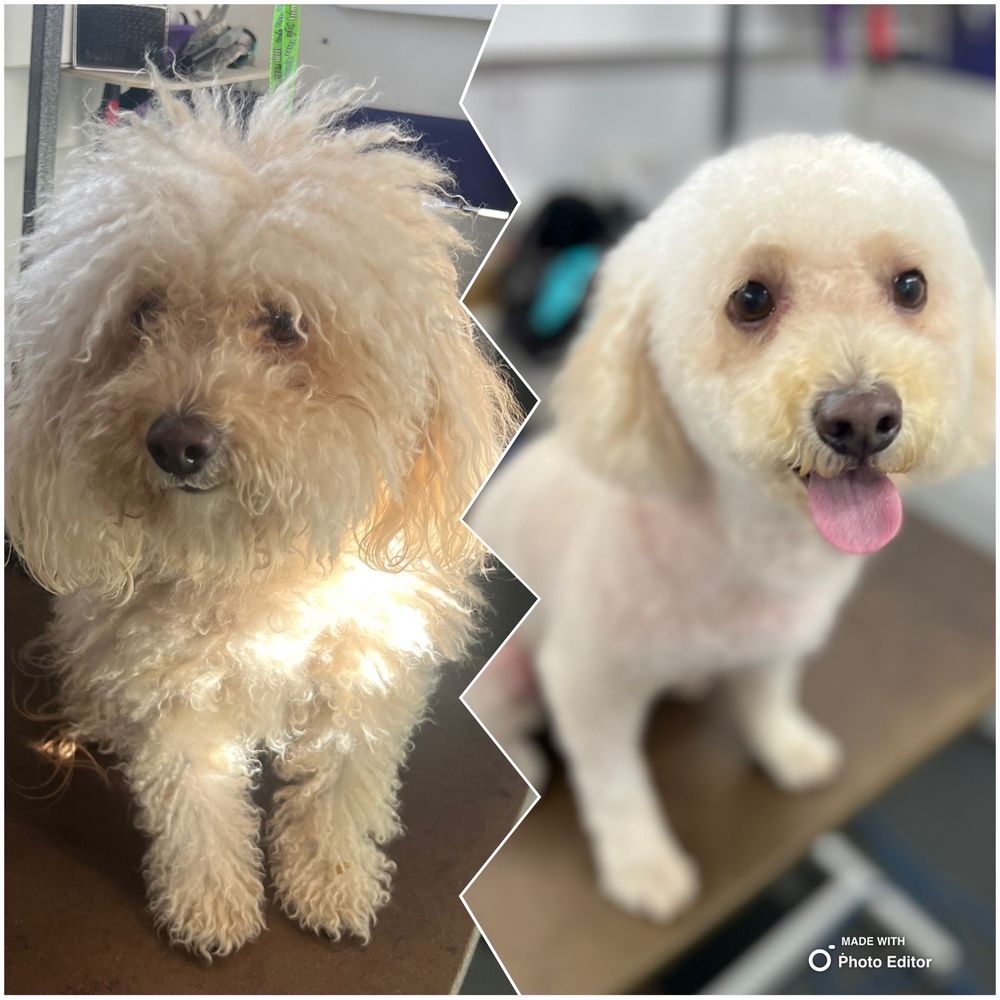 PAWSITIVE FRIENDS MOBILE DOG GROOMING - Updated October 2025 - 126 ...