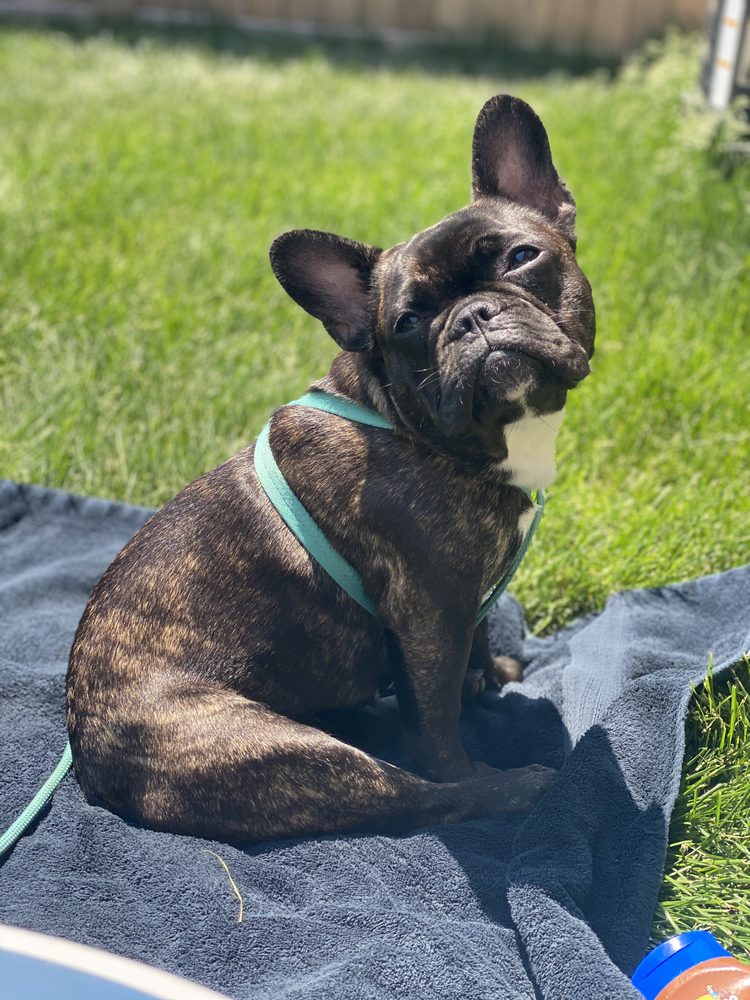 LITTLE FARM FRENCHIES - Updated January 2026 - Request Information - 21 ...