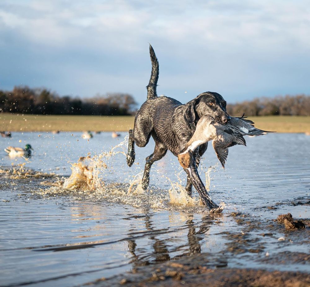 SLAP DUCK WATERFOWL - Updated July 2025 - 53 Photos - North Little Rock ...