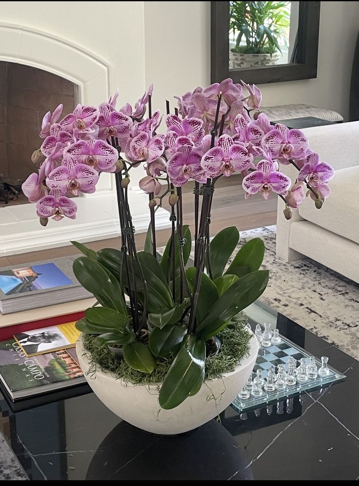 PLANT COLONY - INTERIOR PLANT SERVICE - Updated December 2025 - 90 ...