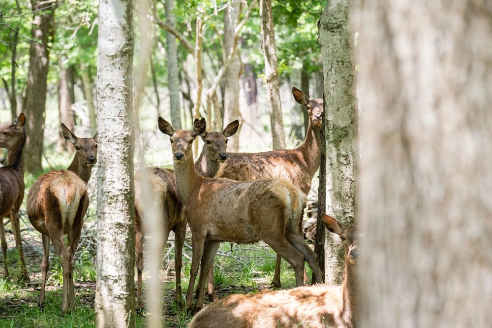 INDEPENDENCE RANCH - Updated January 2026 - 239 Photos & 98 Reviews ...