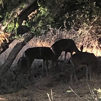 LAKE PIRU RECREATION AREA - Updated December 2024 - 275 Photos & 184 ...