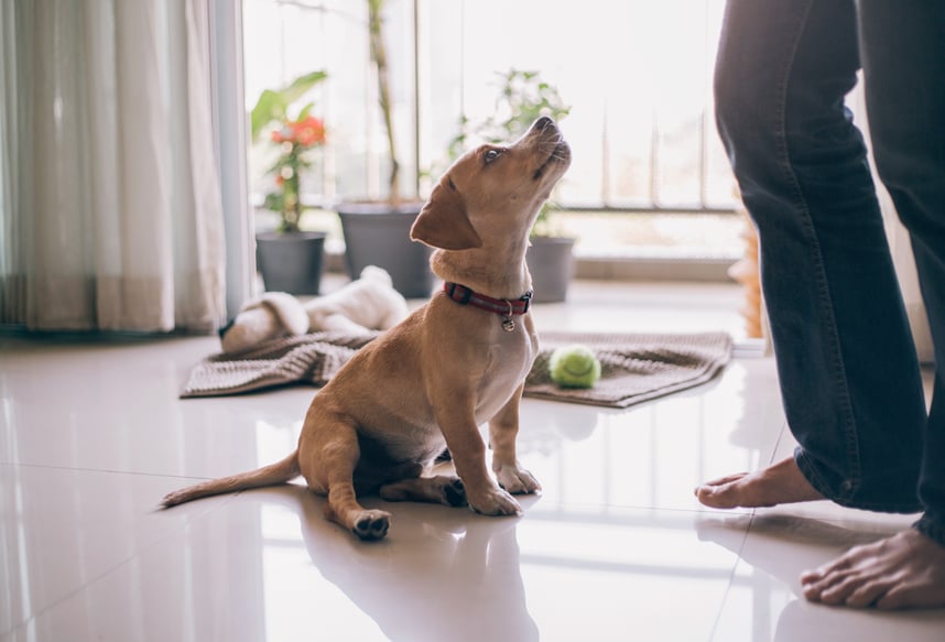 WAGGLE DOG WALKING + SITTING - Milwaukee, Wisconsin - Dog Walkers ...