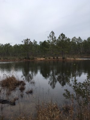 DESOTO NATIONAL FOREST - TUXACHANIE TRAIL POW CAMP - 41 Photos & 12 ...
