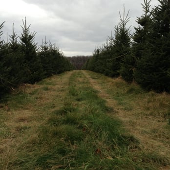 WATA CHRISTMAS TREE FARM - Updated December 2025 - 16 Reviews - 3650 ...