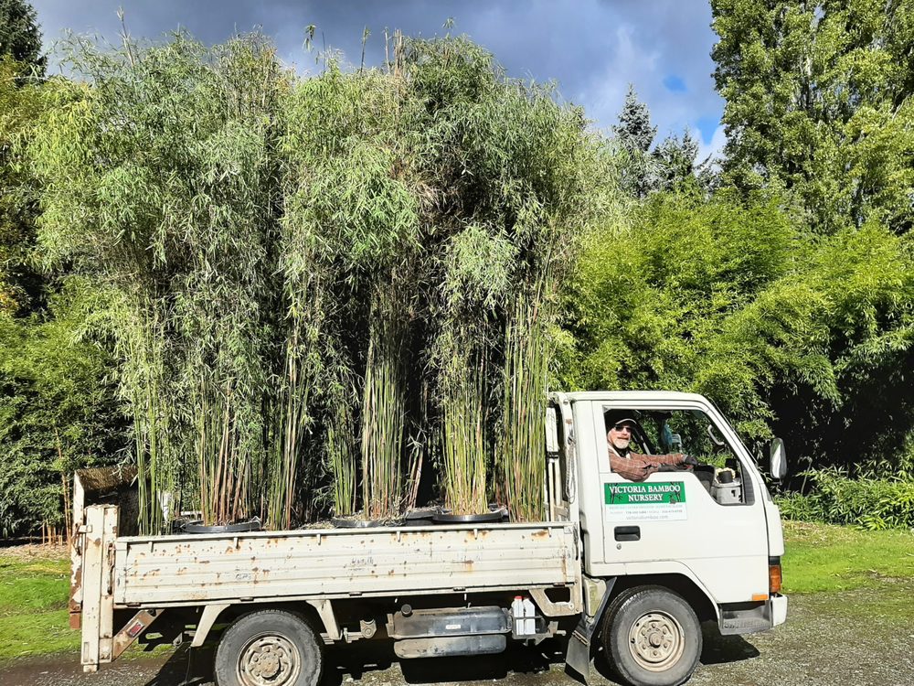 VICTORIA BAMBOO - Updated December 2025 - 5374 W Saanich Road, Victoria ...