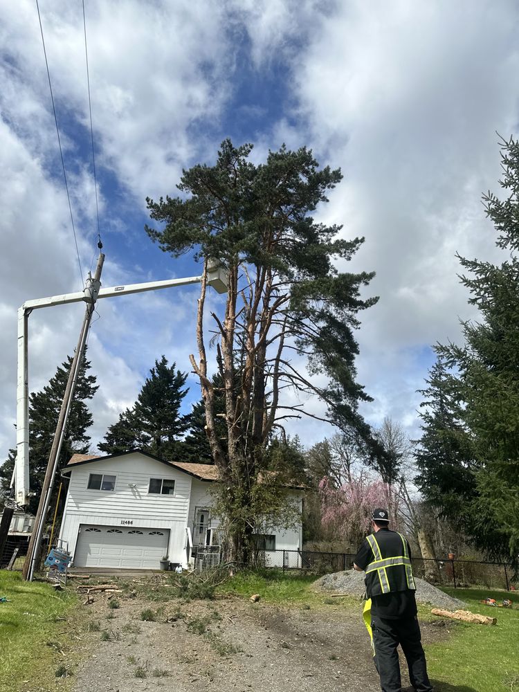PORTLAND TREE SERVICE - Boring, Oregon - Tree Services - Phone Number ...