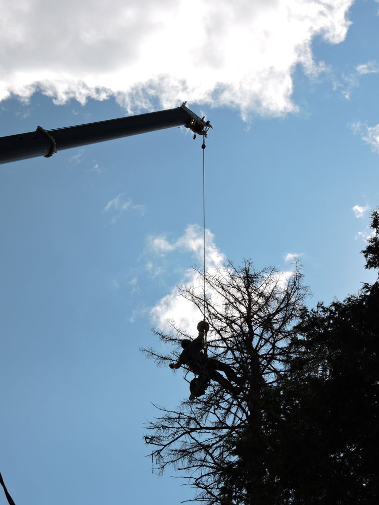 TAYLORS TREE AND LANDSCAPE - Updated October 2025 - 29 Photos - Orange ...