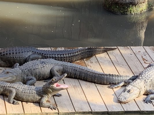 GATOR BEACH - 73 Photos & 38 Reviews - 20001 Emerald Coast Pkwy, Destin ...