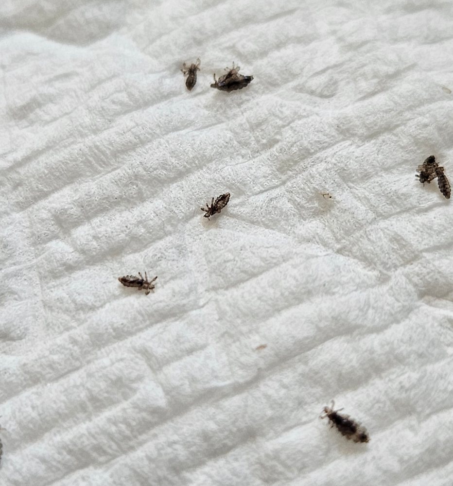 OLYMPIA LICE CARE - Updated April 2026 - 23 Photos - Olympia ...