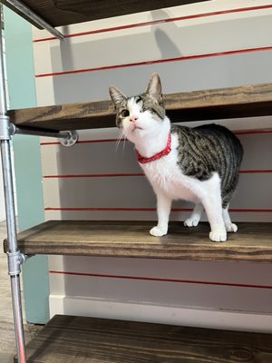 THE CAFFEINATED CAT - 90 Photos & 39 Reviews - Coffee & Tea - 331 1st ...