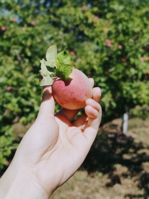 APPLEBERRY FARM - Updated June 2024 - 31 Photos & 12 Reviews - 8079 ...