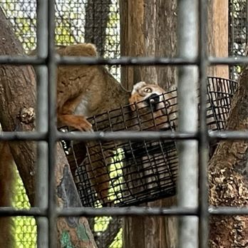 DUKE UNIVERSITY LEMUR CENTER - Updated August 2025 - 384 Photos & 82 ...