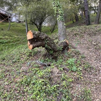 SUPERIOR TREE SERVICE - Updated November 2024 - 64 Photos & 137 Reviews ...