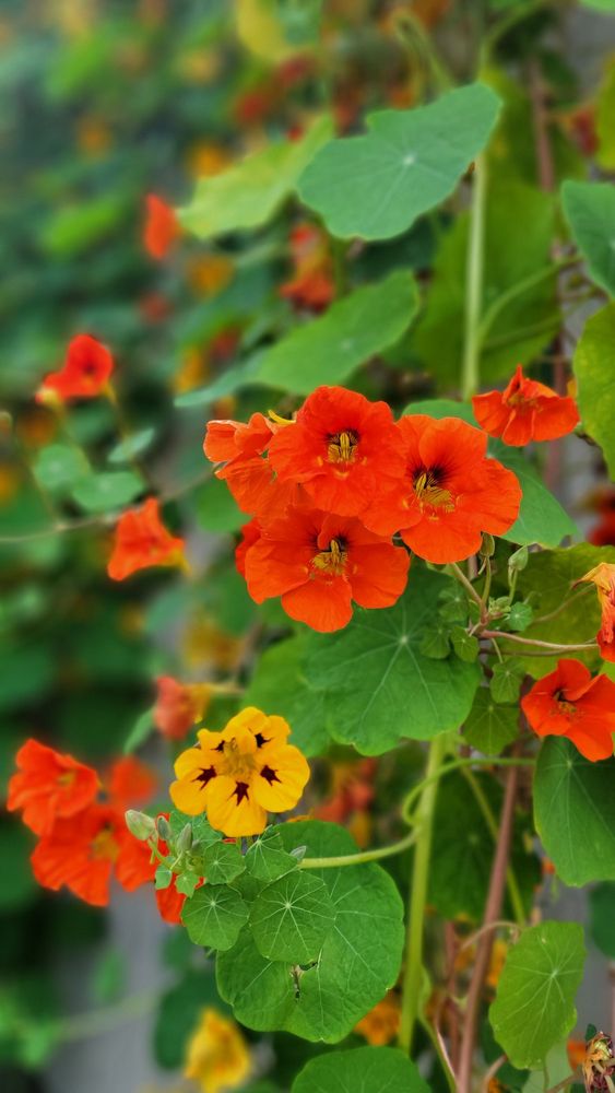 BERKELEY FIRE TRAILS - Updated April 2025 - 455 Photos & 110 Reviews ...