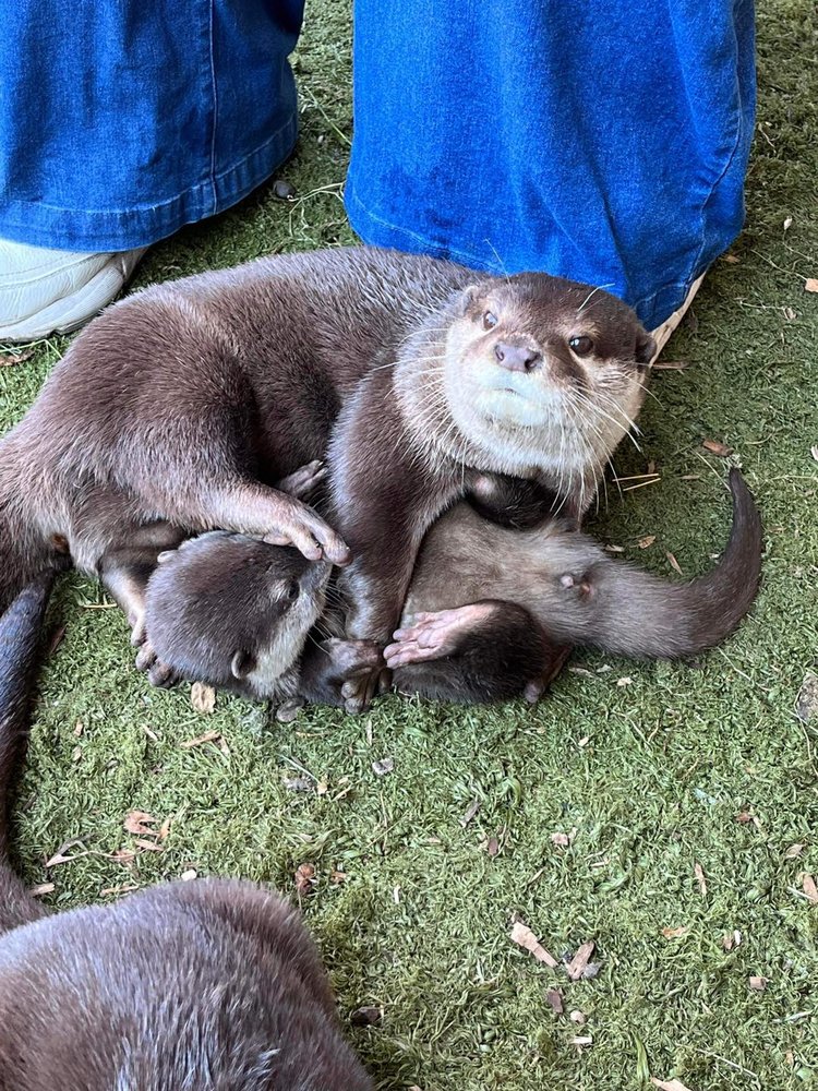 OTTERS AND OTHERS ZOO AND CONSERVATION - Updated March 2025 - 10 Photos ...
