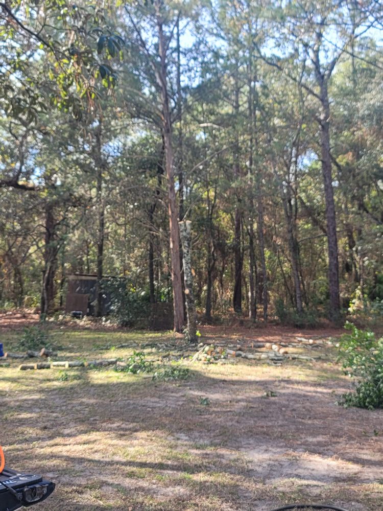 SIMPLE CARE TREE SERVICE - Updated June 2024 - Request a Quote ...