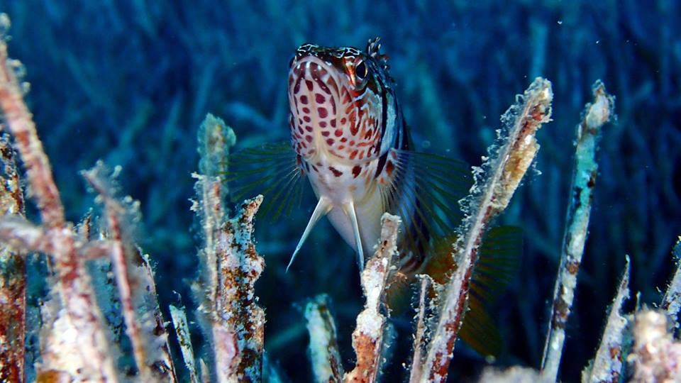 SIDE AZURA DIVE CENTER - 14 Photos - Sorgun Mevki, Antalya, Turkey ...