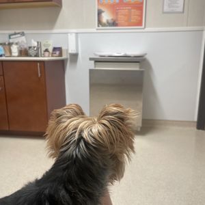 DAVIS ANIMAL HOSPITAL - Updated December 2024 - 76 Photos & 67 Reviews ...