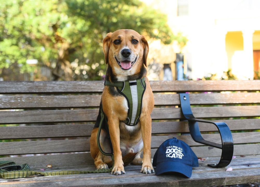 CALLING ALL DOGS AND CATS - Updated March 2026 - Tampa Bay, Florida ...