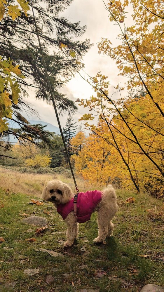 OHANA GROOMING - Updated October 2025 - 1722 NW Raleigh St, Portland ...