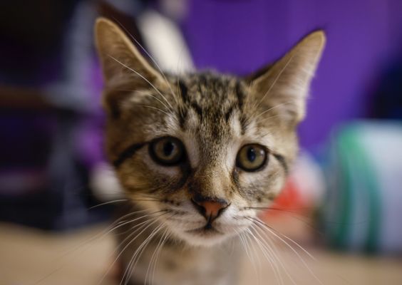 ITTY BITTY KITTY CAFE - Updated September 2025 - 65 Photos & 12 Reviews - 14420 Union Ave, San ...