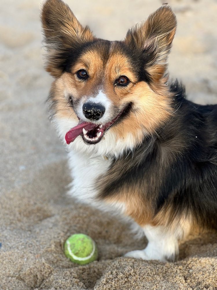 CAPE COD DOG CENTER - Updated May 2026 - 14 Photos - 31 Evergreen Cir ...