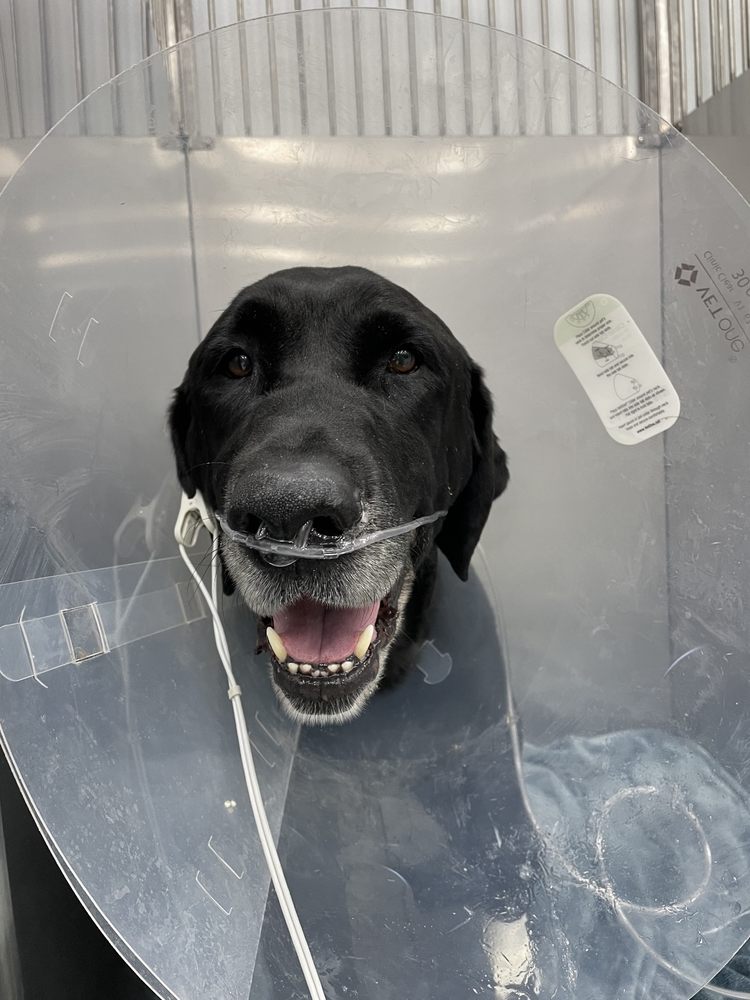 VIOLET CROWN VETERINARY SPECIALISTS - Updated December 2025 - 29 Photos ...