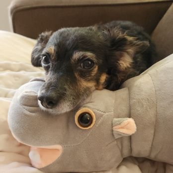 FURSACE GROOMING SALON - Updated October 2025 - 37 Photos & 17 Reviews ...