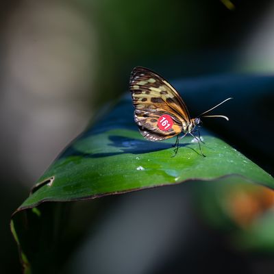 COCKRELL BUTTERFLY CENTER - Updated August 2024 - 534 Photos & 141 ...