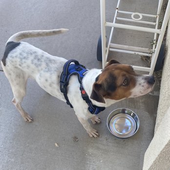 AMAZING DOGS RESCUE - Updated December 2025 - 10 Reviews - 416 W San ...