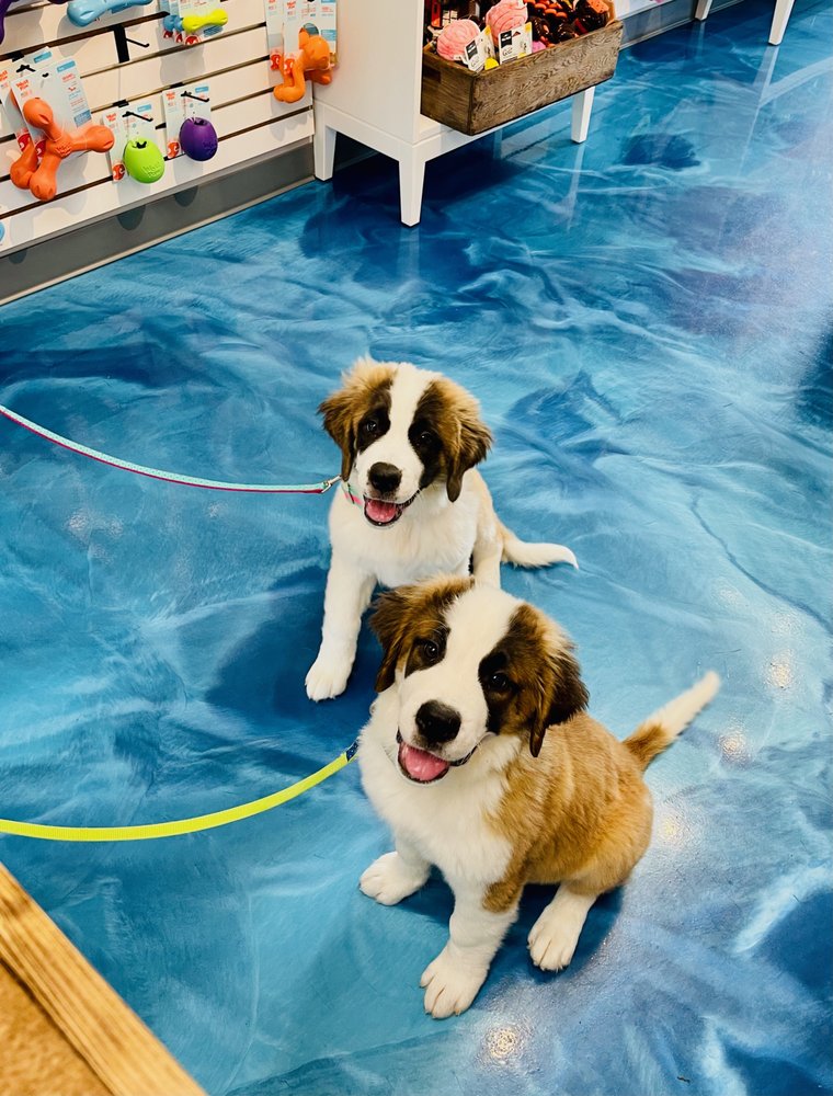 FIDO & STITCH - Updated September 2025 - 25 Squires St, Rockford ...