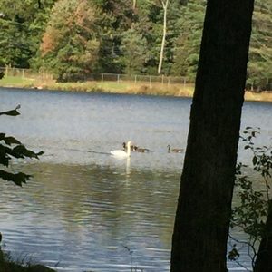 SHEPHERD LAKE - 27 Photos & 10 Reviews - Parks - Ringwood State Park ...
