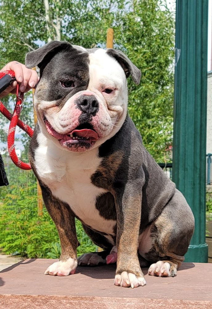 216 LOYALTY BULLYS - Updated February 2025 - Request Information - Fort ...