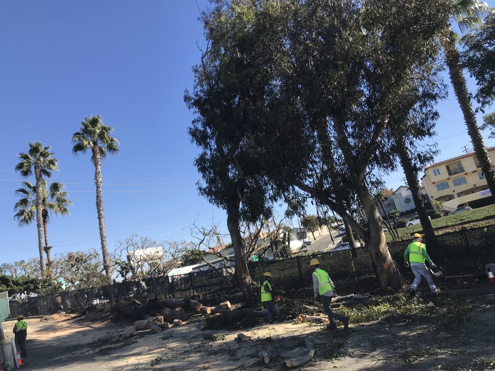 GREEN LIFE TREE SERVICE - Updated July 2025 - 35 Photos & 13 Reviews ...