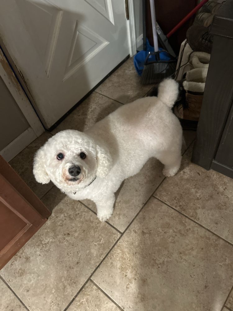 FURRY FRIENDS SPA AND GROOMING - Updated January 2026 - 5044 S Yakima ...