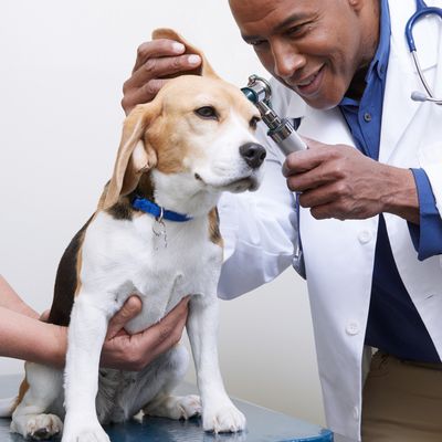 VETCO TOTAL CARE - Updated April 2024 - 20 Photos & 24 Reviews - 9092 ...