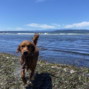 OFF LEASH AREA EDMONDS - Updated December 2025 - 160 Photos & 93 ...