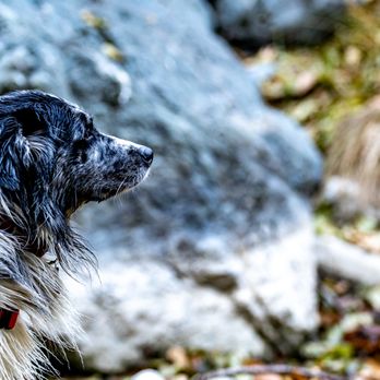 Are Dogs Allowed In Sunol Regional Park