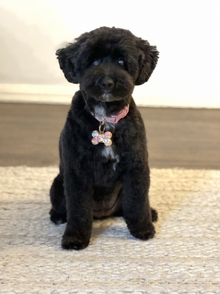 PUPPY PROM - Updated December 2025 - 80 Photos & 30 Reviews - 8212 W ...