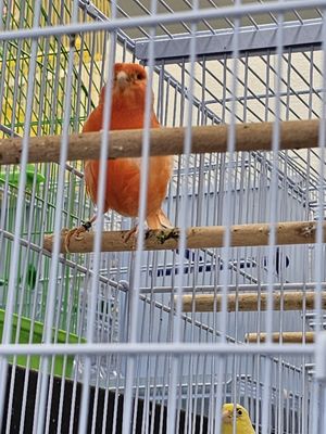 FANTASTIC JUNGLE PET SHOP - Updated October 2025 - 17946 NW 27th Ave ...